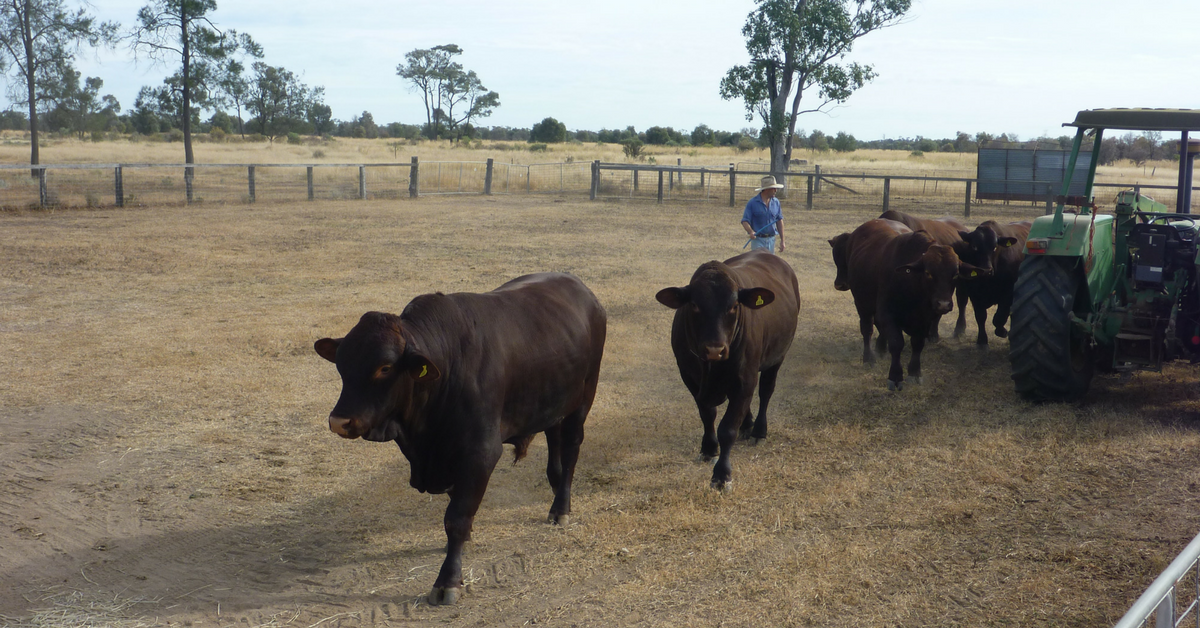 4 Reasons You Should Be Testing Your Bull’s Semen - Queensland Sperm ...
