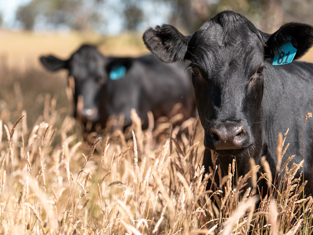 Abnormal Morphology of Bovine Spermatozoa (Second Edition) - Queensland ...